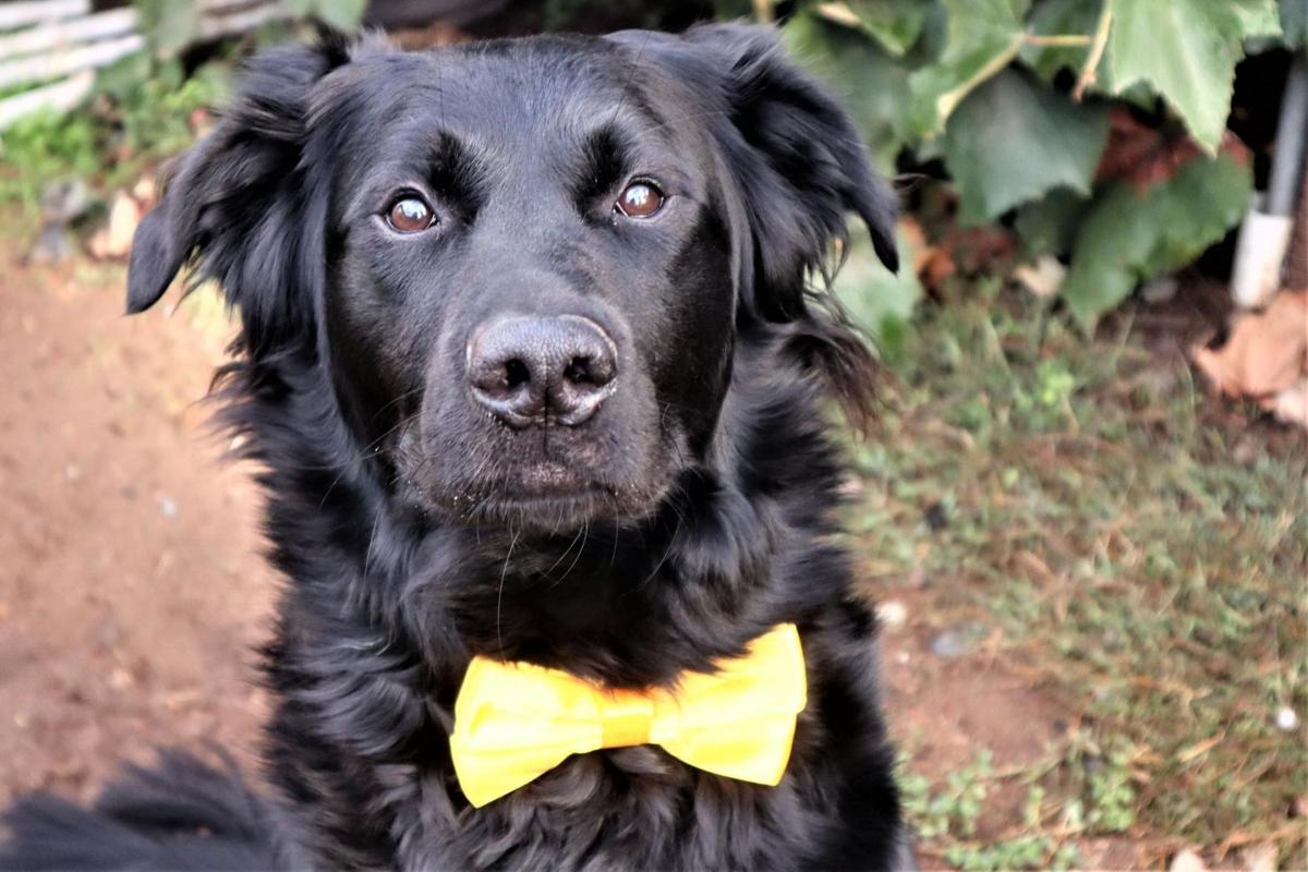 The Yellow Dog Project: Some Dogs Need Space | Family | nrtoday.com