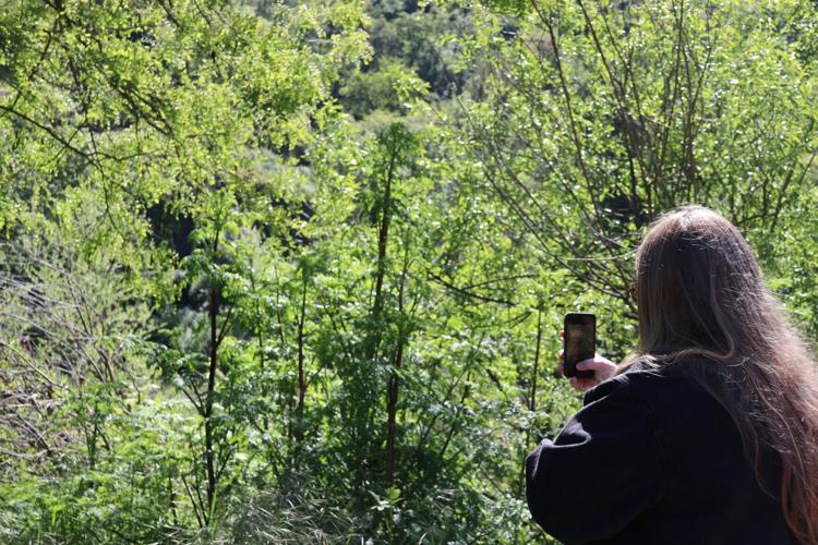 A tree of heaven? The noxious weed is known for growing just about ...