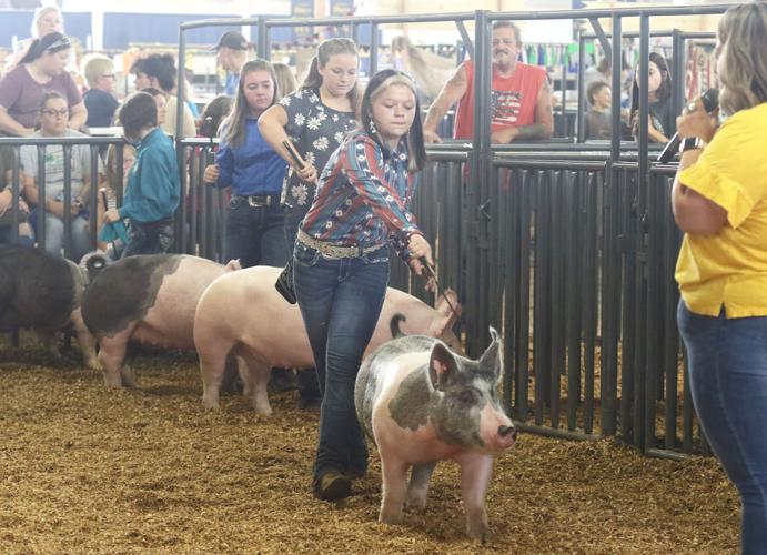 Teenagers showcase their pigs at the Douglas County Fair | News ...