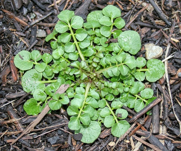 Battling hairy bittercress: identifying and removing this pesky weed ...