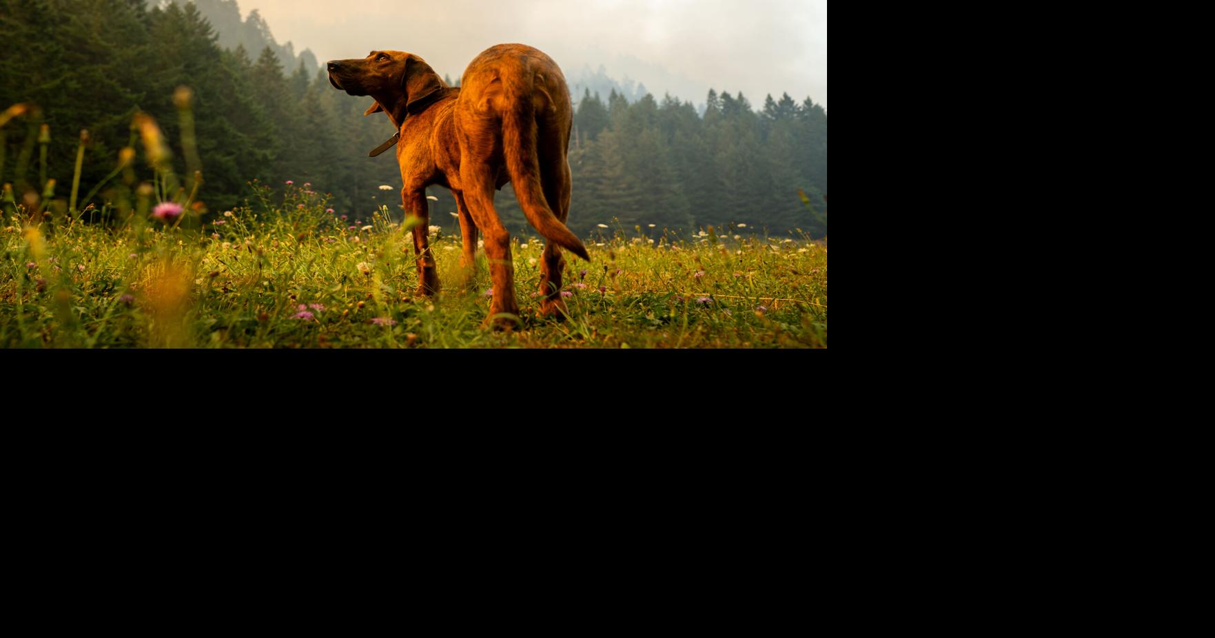 Tyee Ridge Complex fire update: Animals have returned home after ...