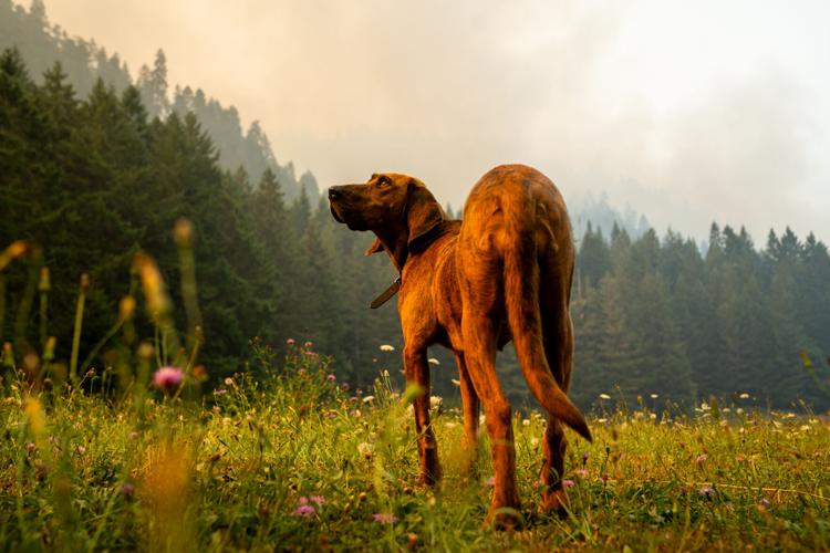 Tyee Ridge Complex fire update: Animals have returned home after ...