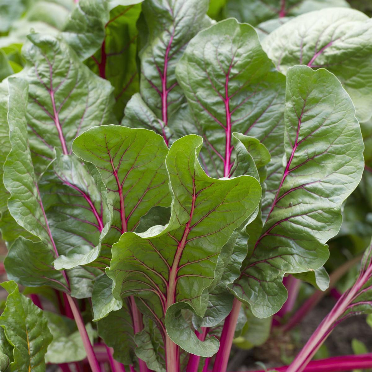 Chard: A way to add color and nutrition to your plate | Food | nrtoday.com