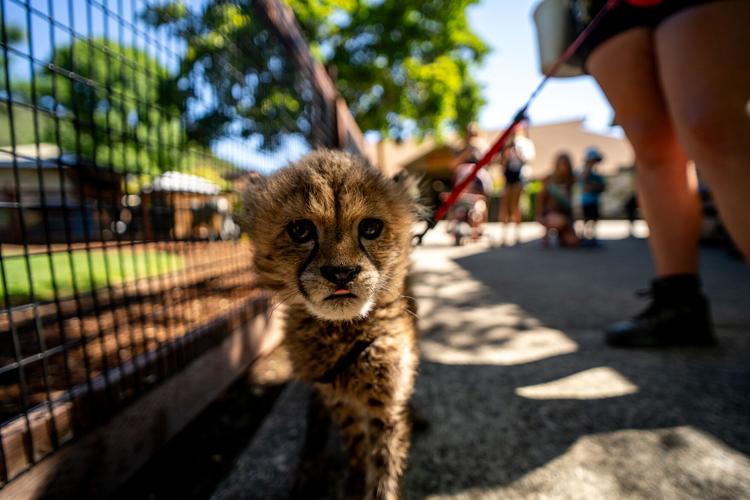 Wildlife Safari welcomes new cheetah cubs as animal ambassadors-in ...