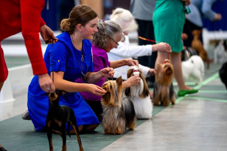 Umpqua Kennel Club dog show at fairgrounds | Local News | nrtoday.com