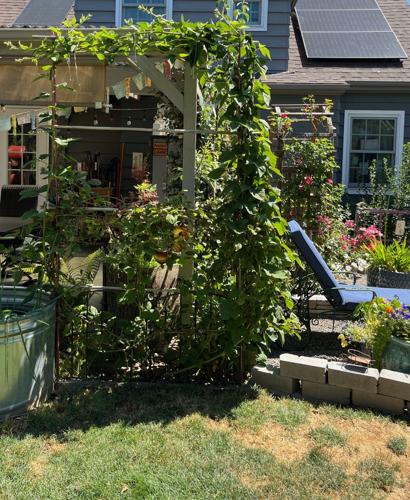 Ask a Master Gardener: Growing marionberries | Environment | nrtoday.com