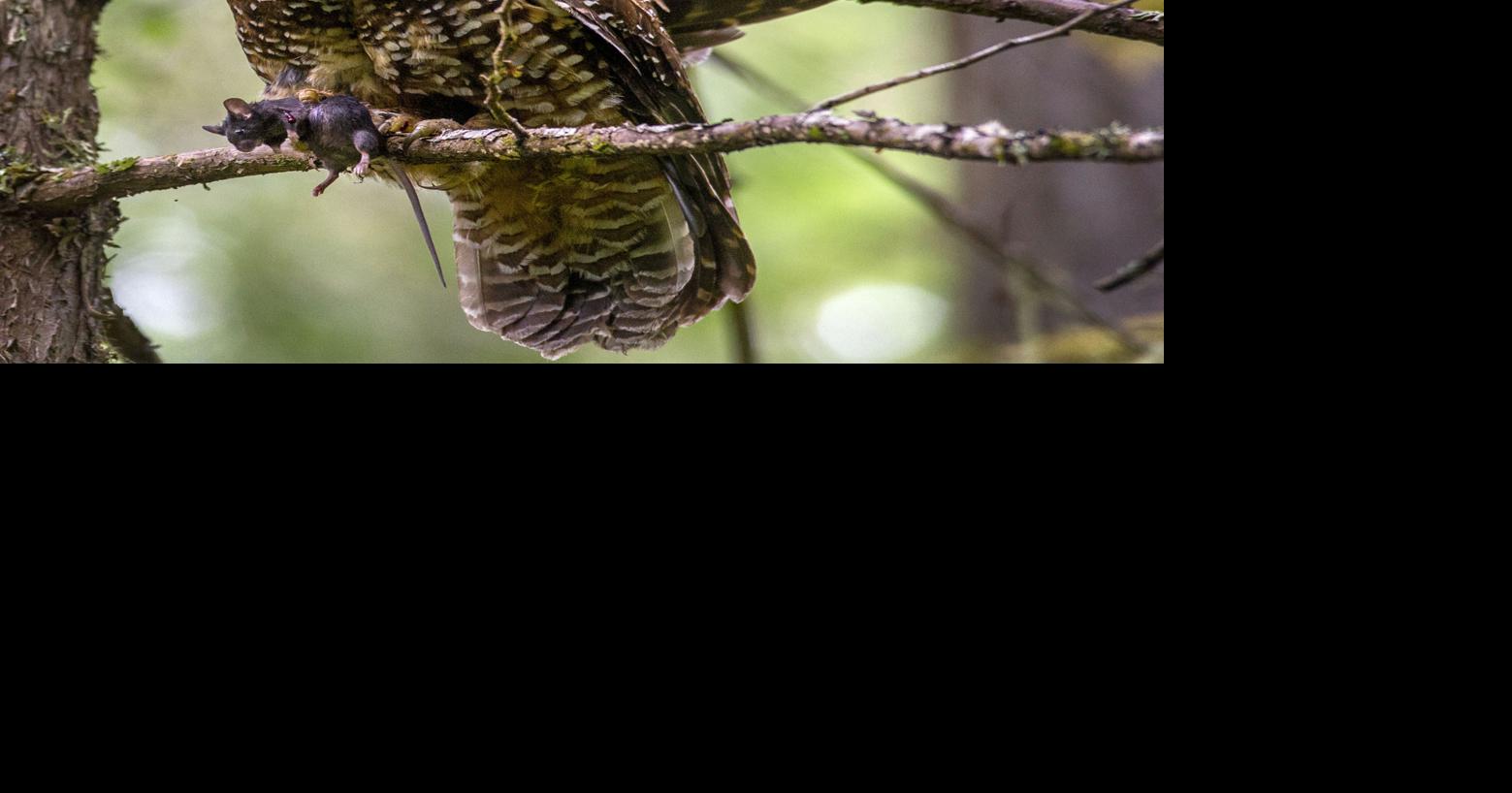 Cascadia Wildlands sues U.S. Fish and Wildlife over spotted owl listing ...