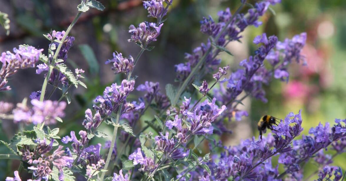 Ask a Master Gardener: Catnip vs. Catmint | Home and Garden | nrtoday.com