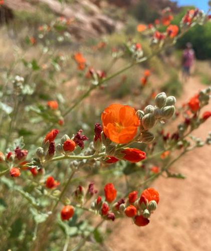 Grandstaff Canyon Trail | | nrtoday.com
