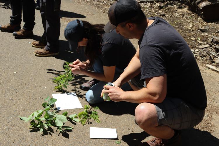 A tree of heaven? The noxious weed is known for growing just about ...
