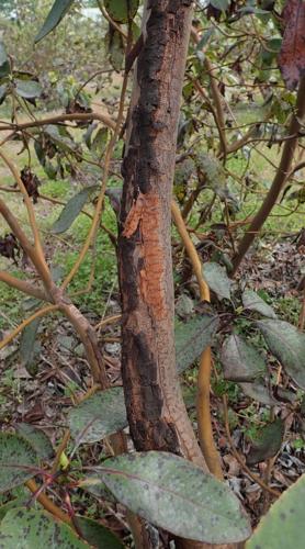 Ask a Master Gardener: What's affecting local madrone trees | Home and ...