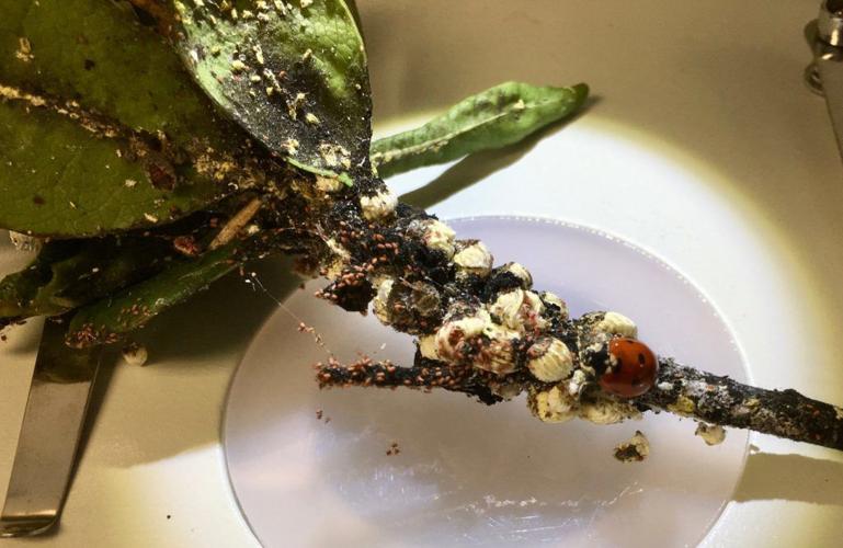Ask a Master Gardener: Cottony scale infestation | Home and Garden ...