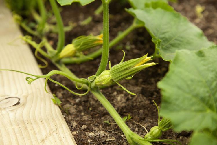 Trellis grown squash | Home and Garden | nrtoday.com