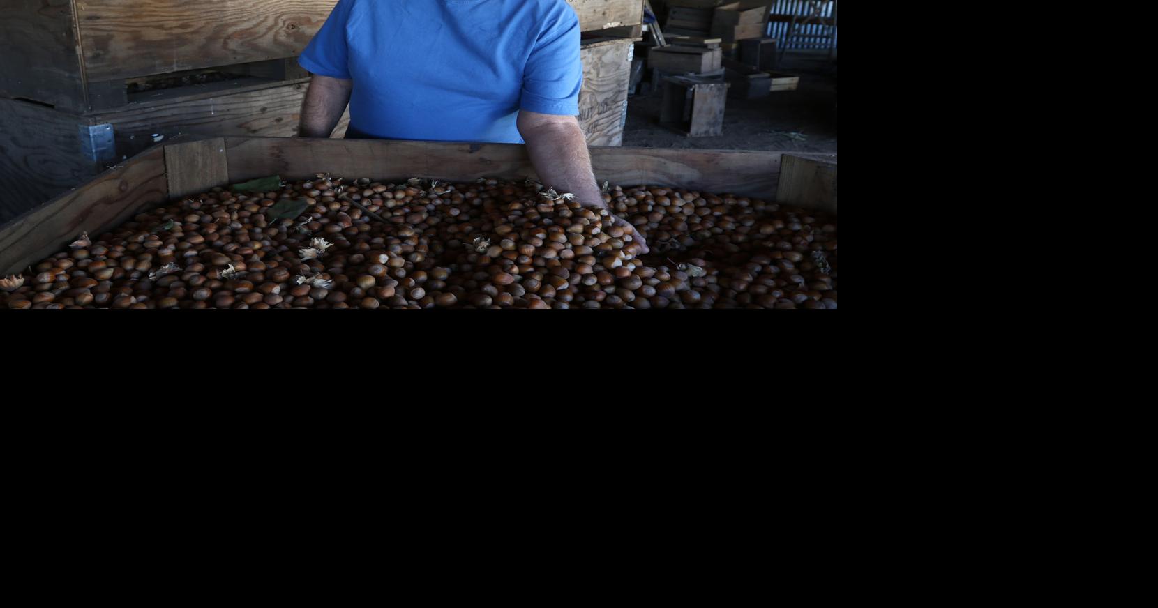 An early season for hazelnuts | Business | nrtoday.com