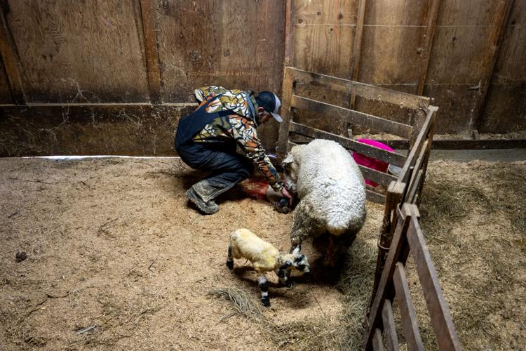 Lambing school: Learning how to help ewes, lambs | Life | nrtoday.com