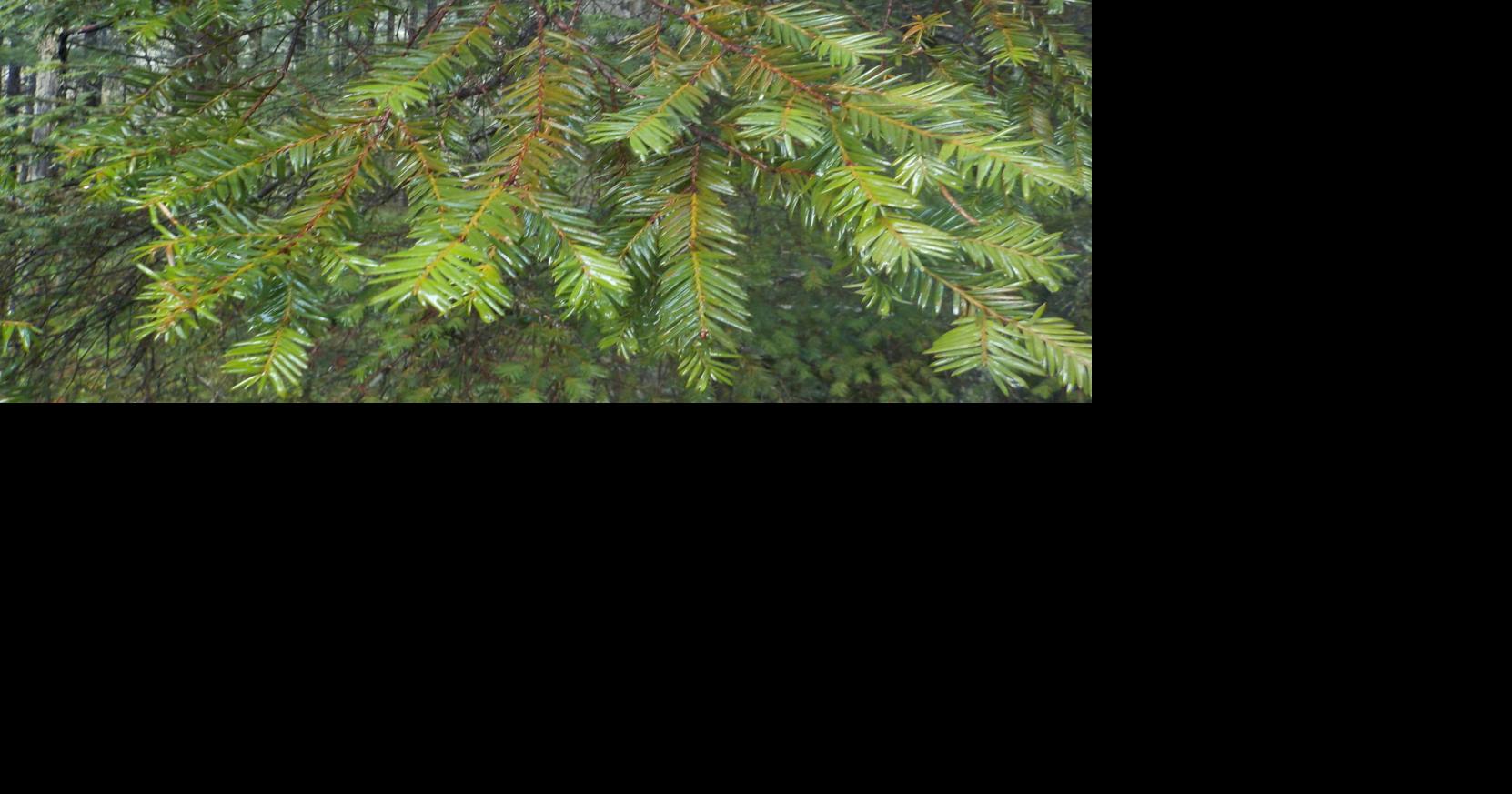 Ask a Master Gardener: Pacific yew | Home and Garden | nrtoday.com