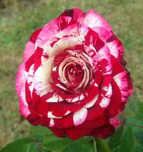 Melrose students plants roses, celebrate the end of the year | Family ...