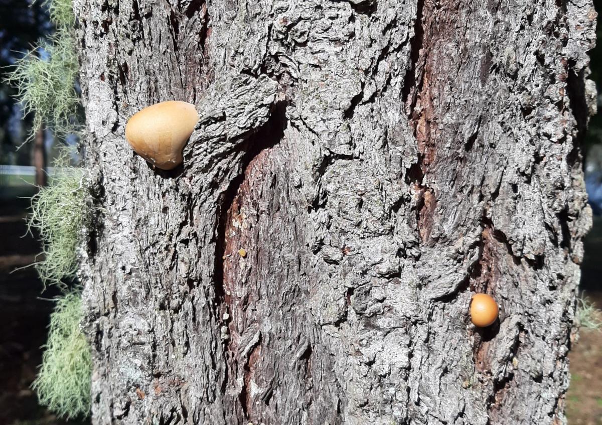 Ask a Master Gardener: Tree conks | Home And Garden | nrtoday.com