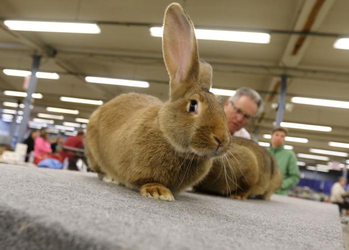 Oregon State Convention shows rabbits and cavies at the Douglas County ...