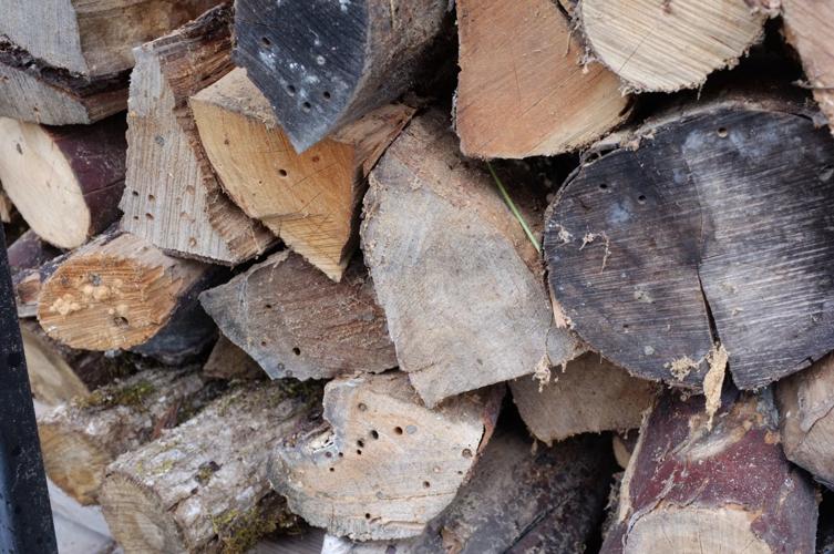 Ask a Master Gardener: Firewood infesting insects | Home and Garden ...