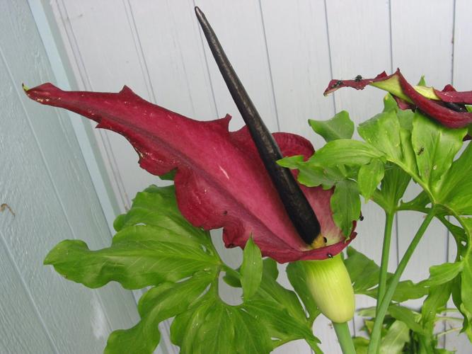 Ask a Master Gardener: Voodoo lilies | Home and Garden | nrtoday.com