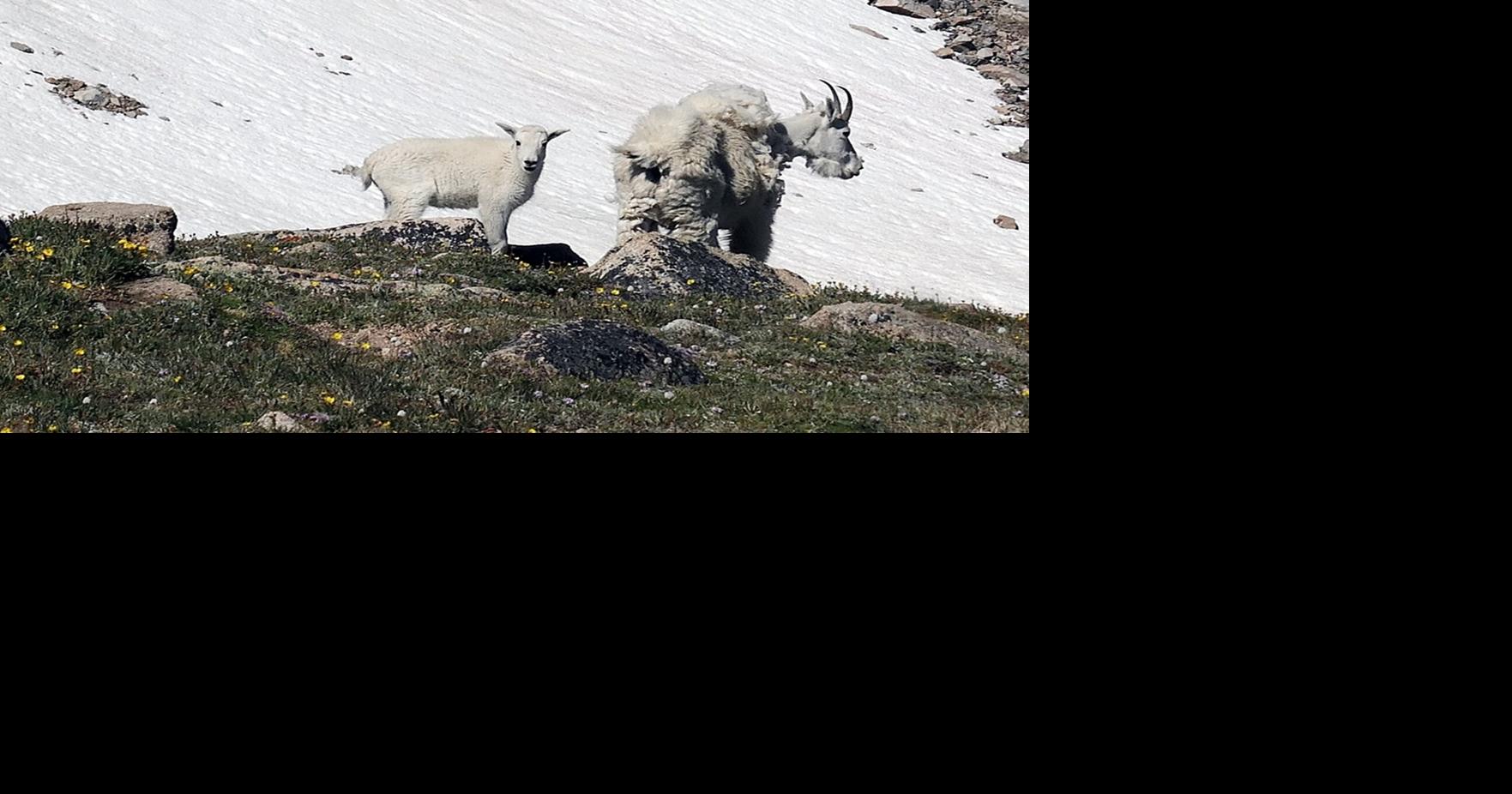 Nanny goat and kid | | nrtoday.com