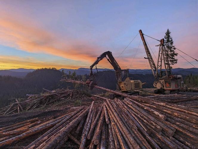 Coming Home to the Timber: Journey Back to Tower Timber Logging ...