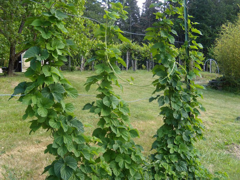 Ask a Master Gardnener: Growing Hops | Home And Garden | nrtoday.com