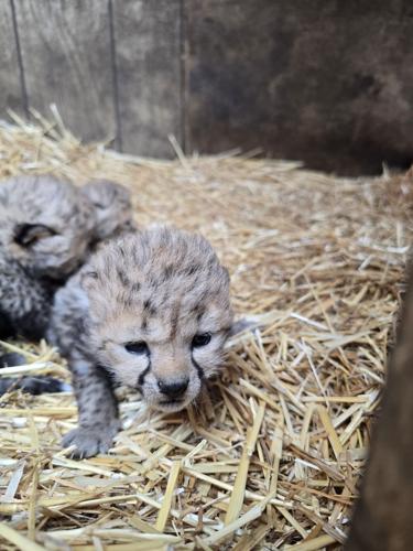 Wildlife Safari welcomes four new cheetah cubs | Family | nrtoday.com