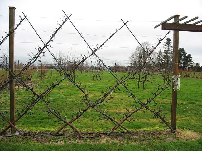 Ask a Master Gardener: Fruit trees in small spaces | Home And Garden ...