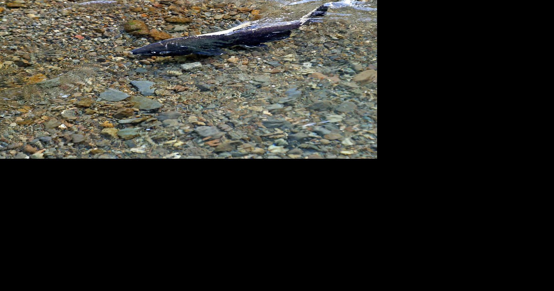 NMFS denies Oregon, California coastal Chinook salmon status under ...