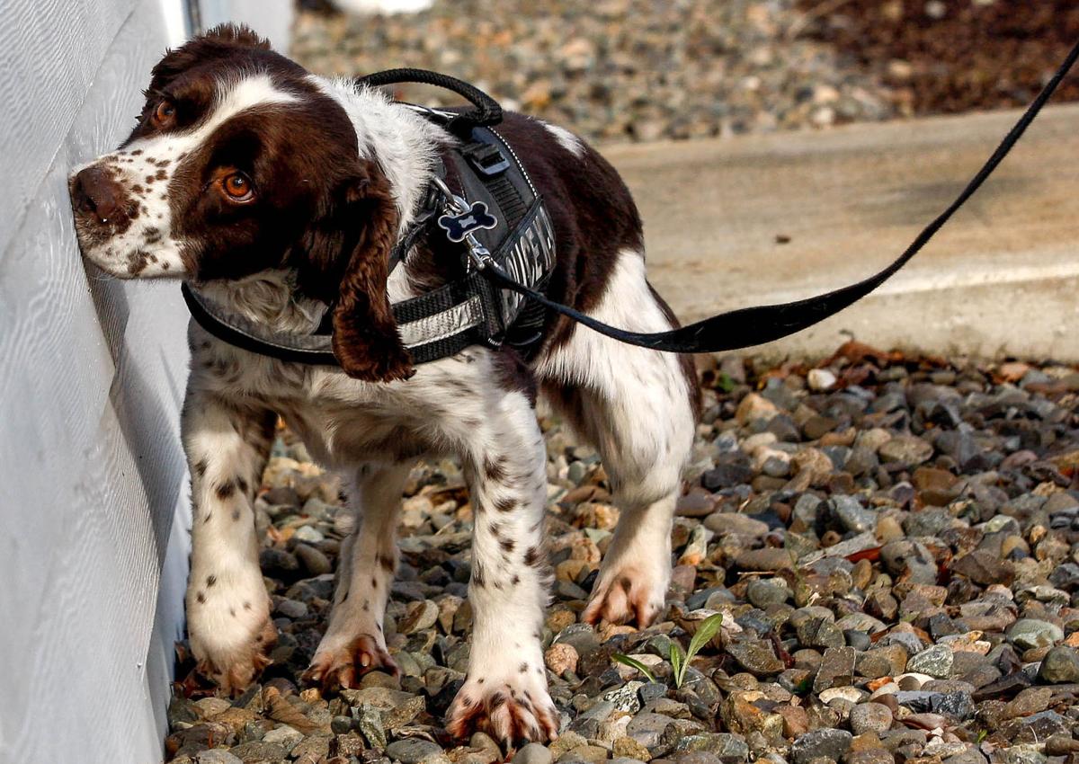 Springer spaniel helps state police find drug traffickers | Douglas ...