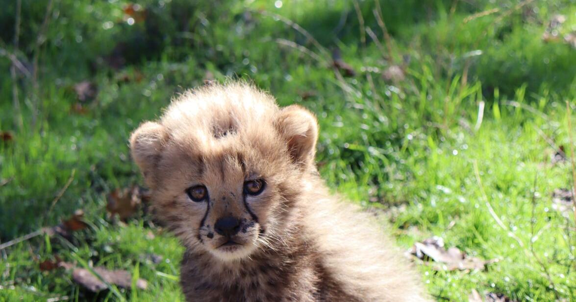 Wildlife Safari fosters cheetah cub | Life | nrtoday.com