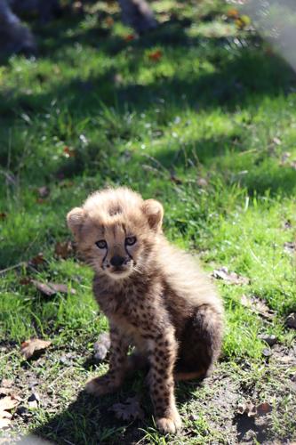 Wildlife Safari fosters cheetah cub | Life | nrtoday.com