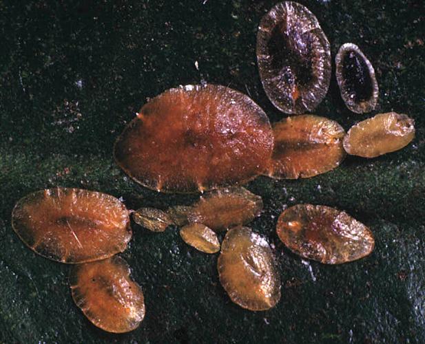 Ask a Master Gardener: soft brown scale | Family | nrtoday.com