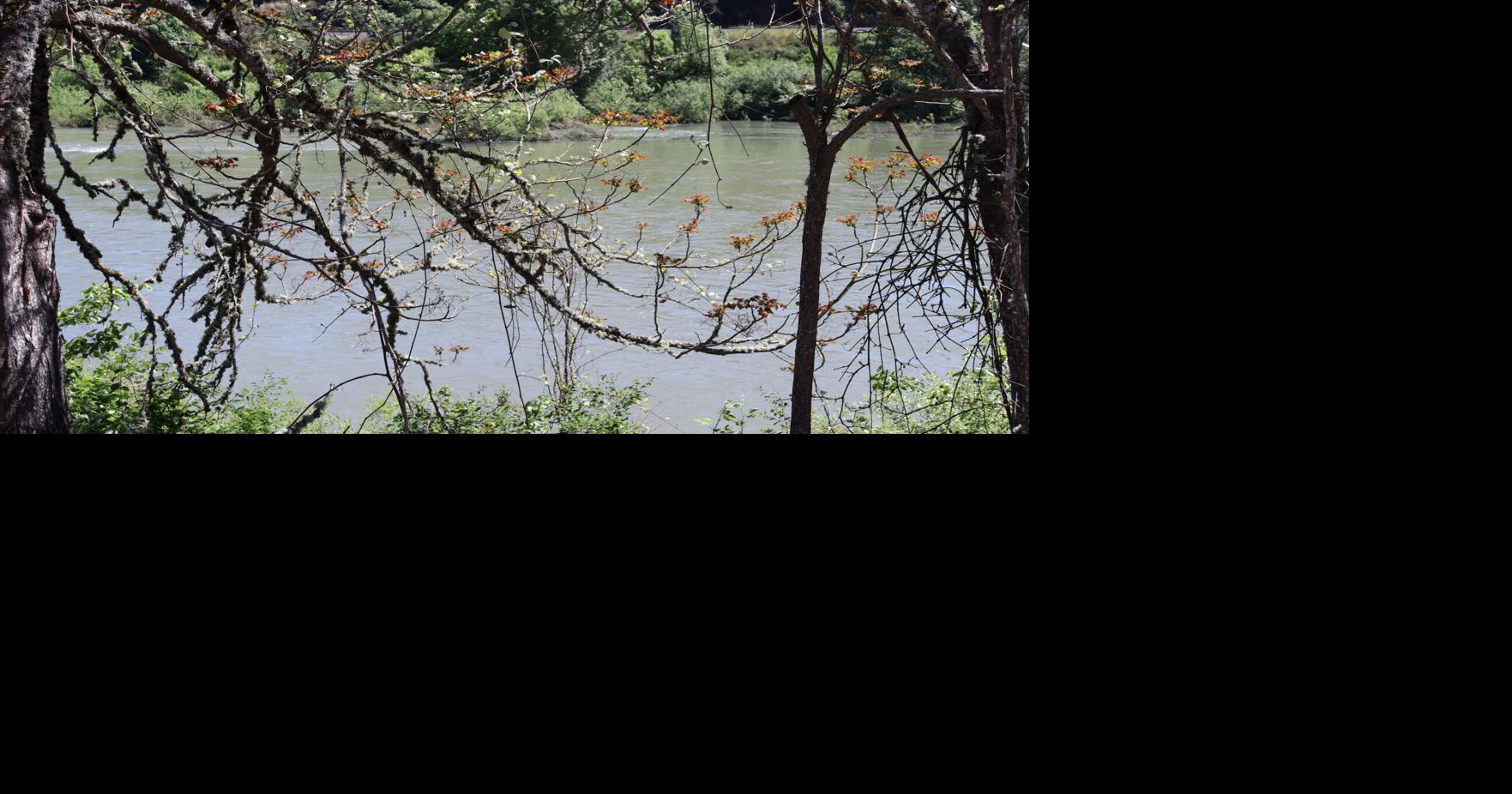 A tree of heaven? The noxious weed is known for growing just about ...