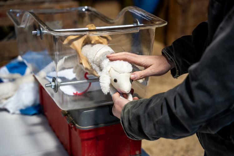Lambing school: Learning how to help ewes, lambs | Life | nrtoday.com