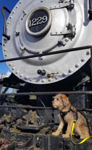 Adventures of Molly: Newspaper subscriber chronicles dog's fun | News ...