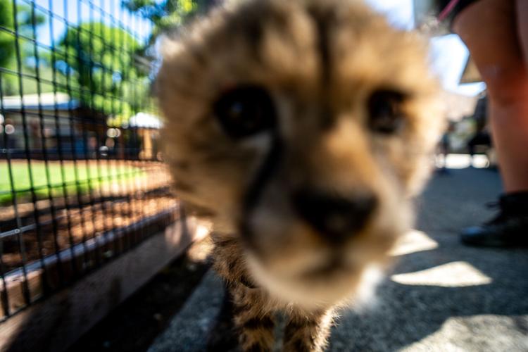 Wildlife Safari welcomes new cheetah cubs as animal ambassadors-in ...