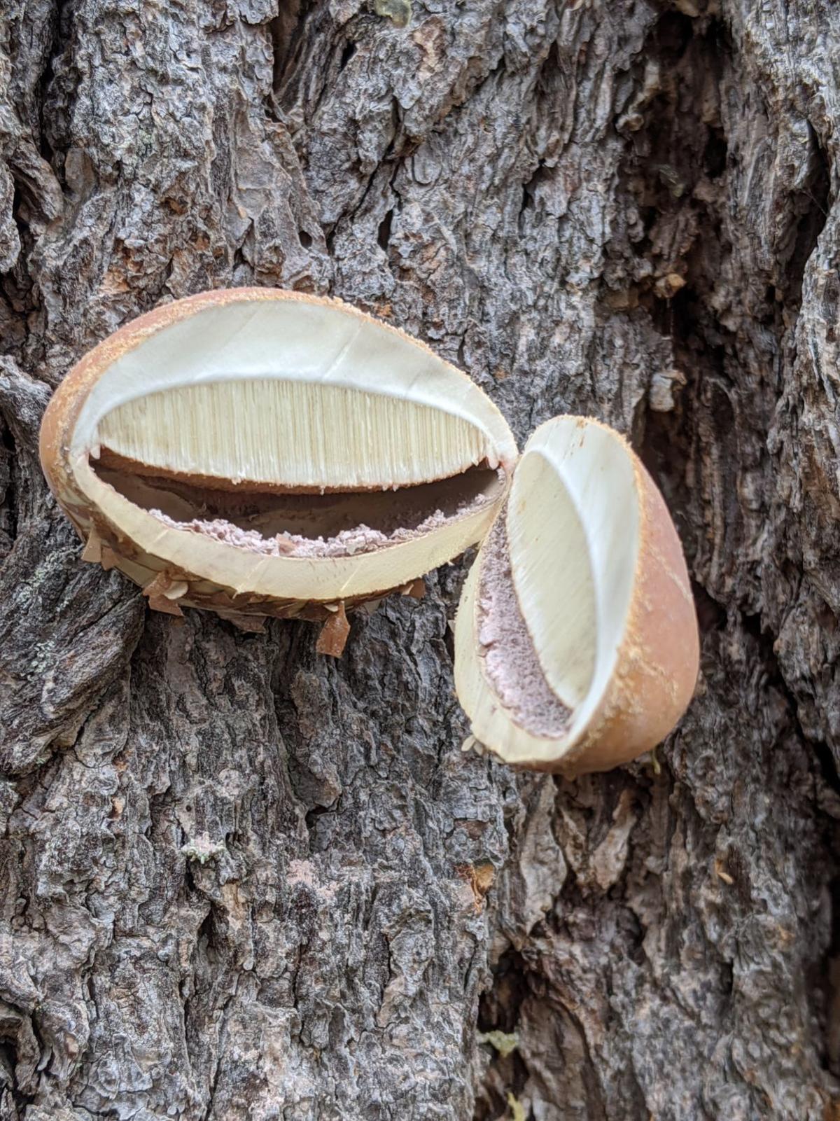 Ask a Master Gardener: Tree conks | Home And Garden | nrtoday.com