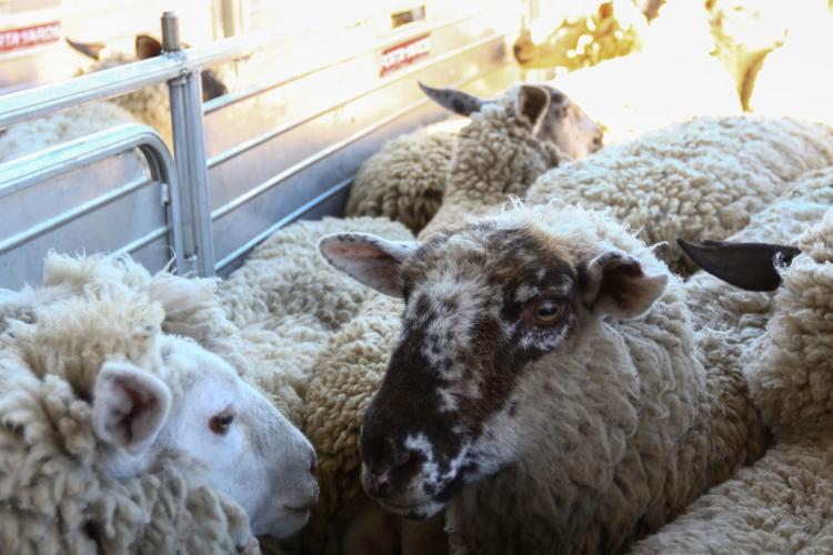 Lambs are available to see, eat and buy Saturday | Local News | nrtoday.com
