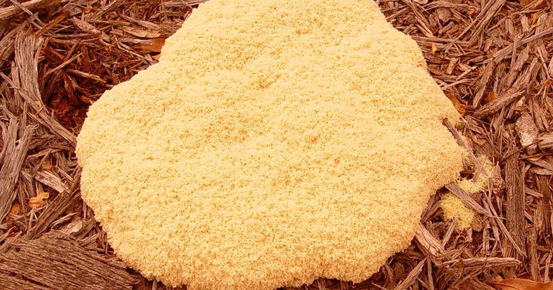 dog vomit fungus benefits