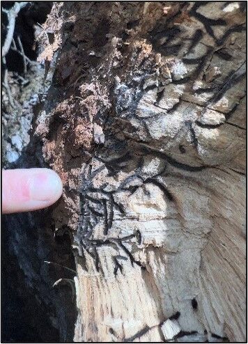 New pest raises concern for oak trees in Oregon | Environment | nrtoday.com