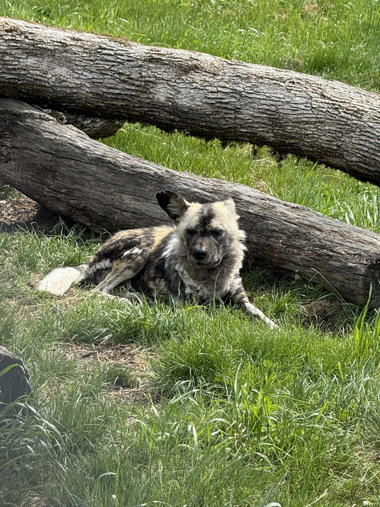 Wildlife Safari Welcomes African Painted Dogs | News | nrtoday.com