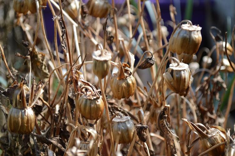 Ask a master gardener: Getting comfortable with a little mess ...