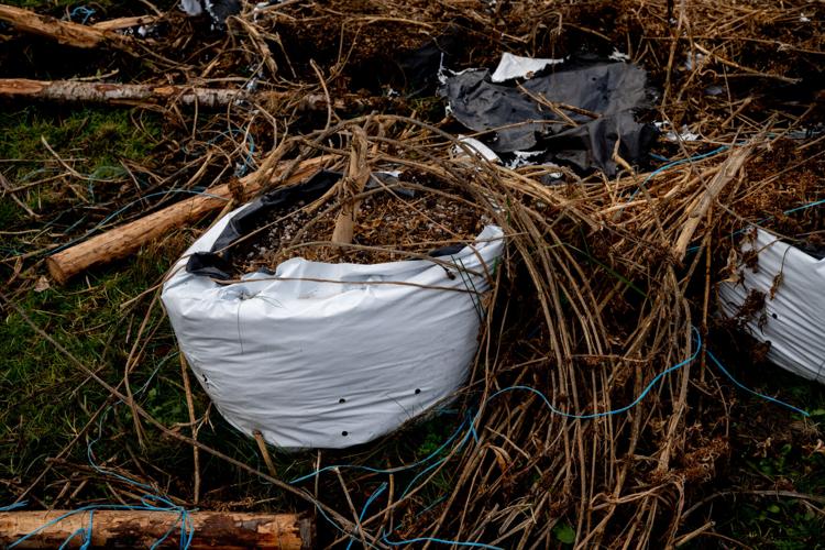 An illegal marijuana operation left a remote area devastated. One man ...