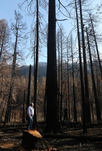 Tim Freeman: Impact of Archie Creek Fire to be felt forever ...