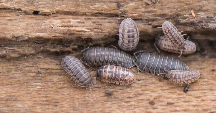 Ask a Master Gardener: Pillbugs and sowbugs | Home and Garden | nrtoday.com