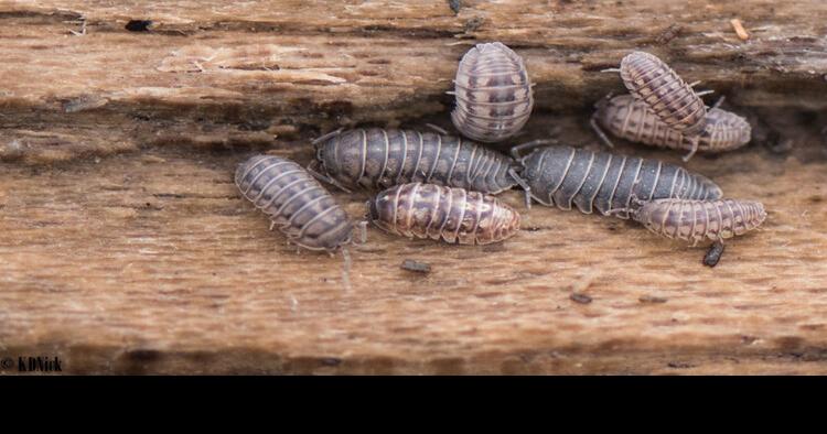 Ask a Master Gardener: Pillbugs and sowbugs | Home And Garden | nrtoday.com