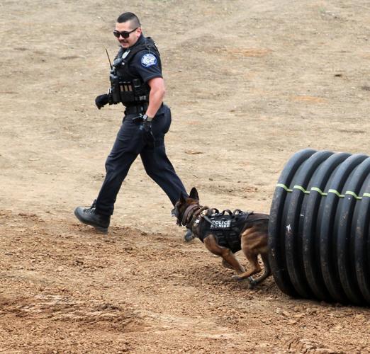 K9s unleashed at the fairgrounds | Local News | nrtoday.com